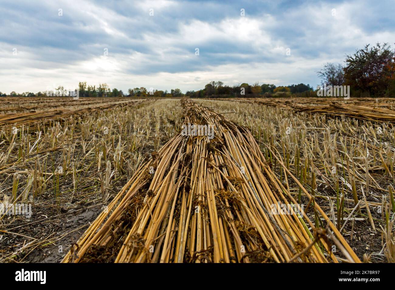 Hemp straw hi-res stock photography and images - Alamy