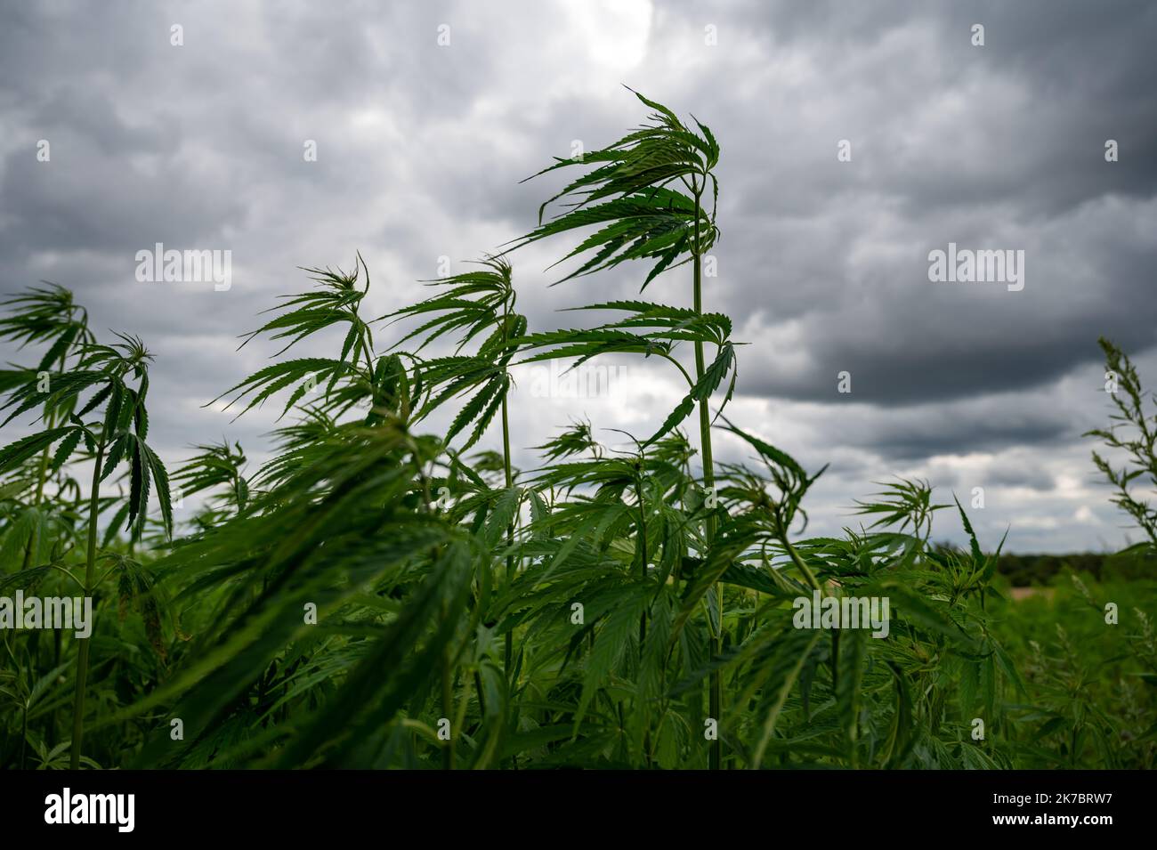 Green background of leaves. Outdoor growing hemp plants in France ...