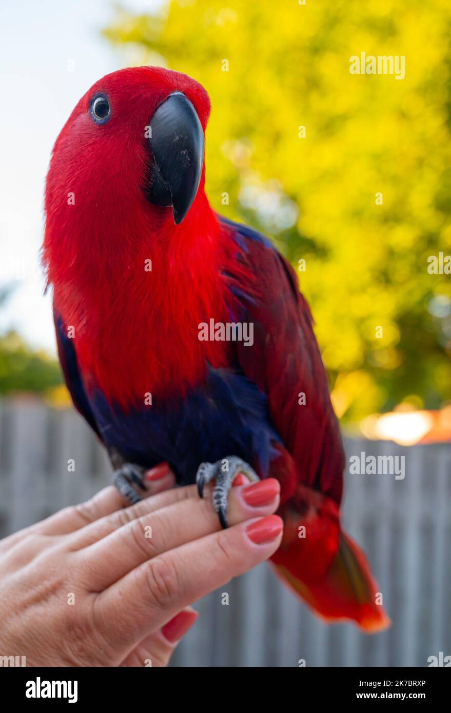 Eclectus female parrot native to the Solomon Islands, Australia, and ...