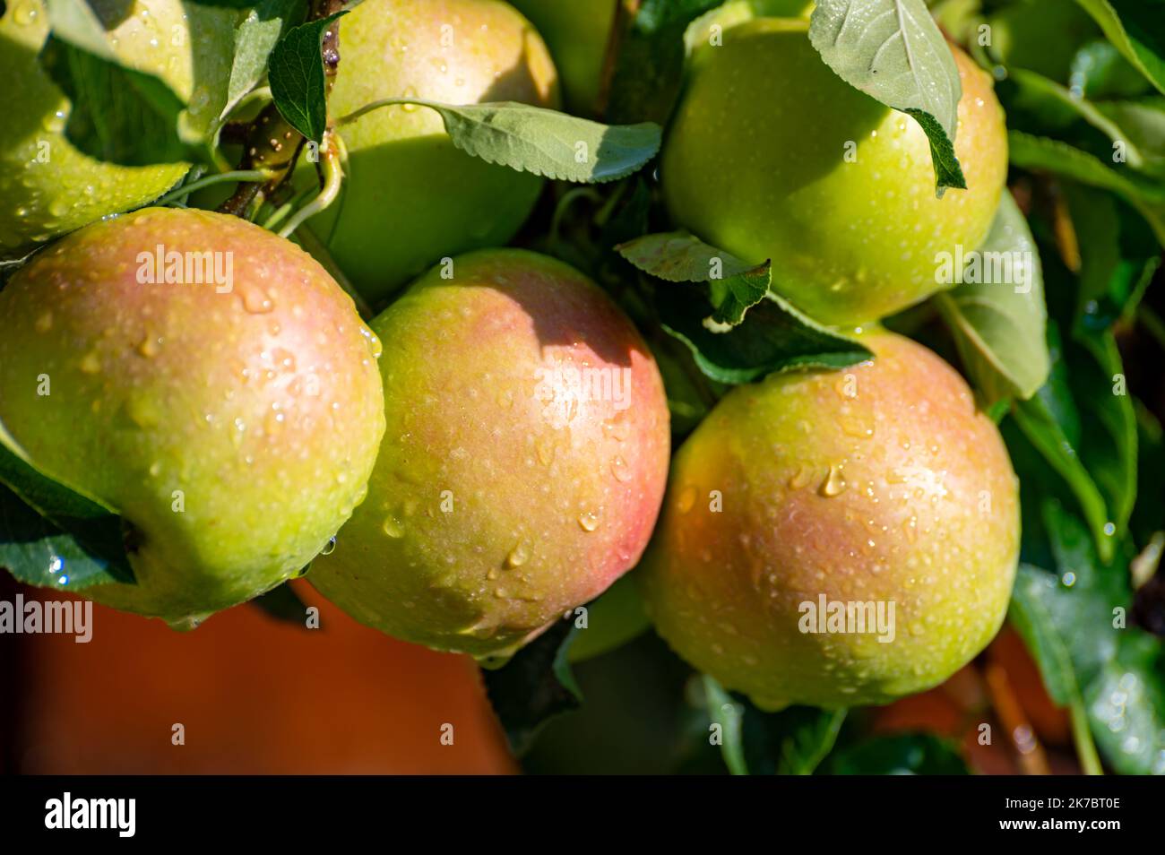 Brunch of apple tree with many apple fruits in orchard close up after ...