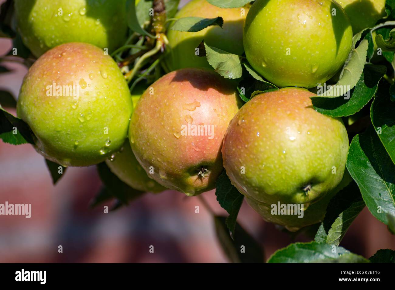Brunch of apple tree with many apple fruits in orchard close up after ...