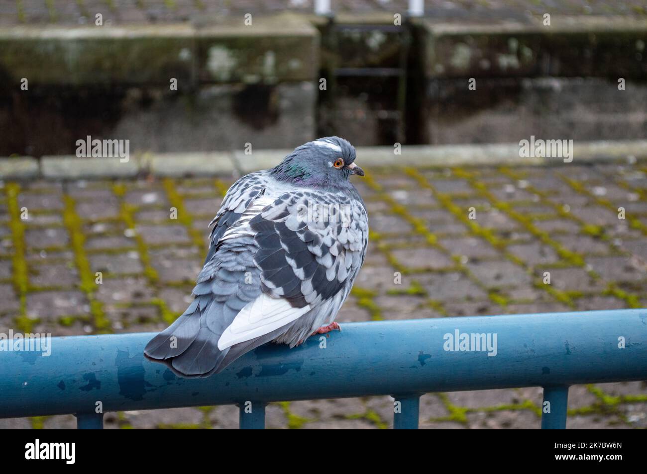 Pigeon Resting on Blue Metal Fence in Front of Canal Stock Photo - Alamy