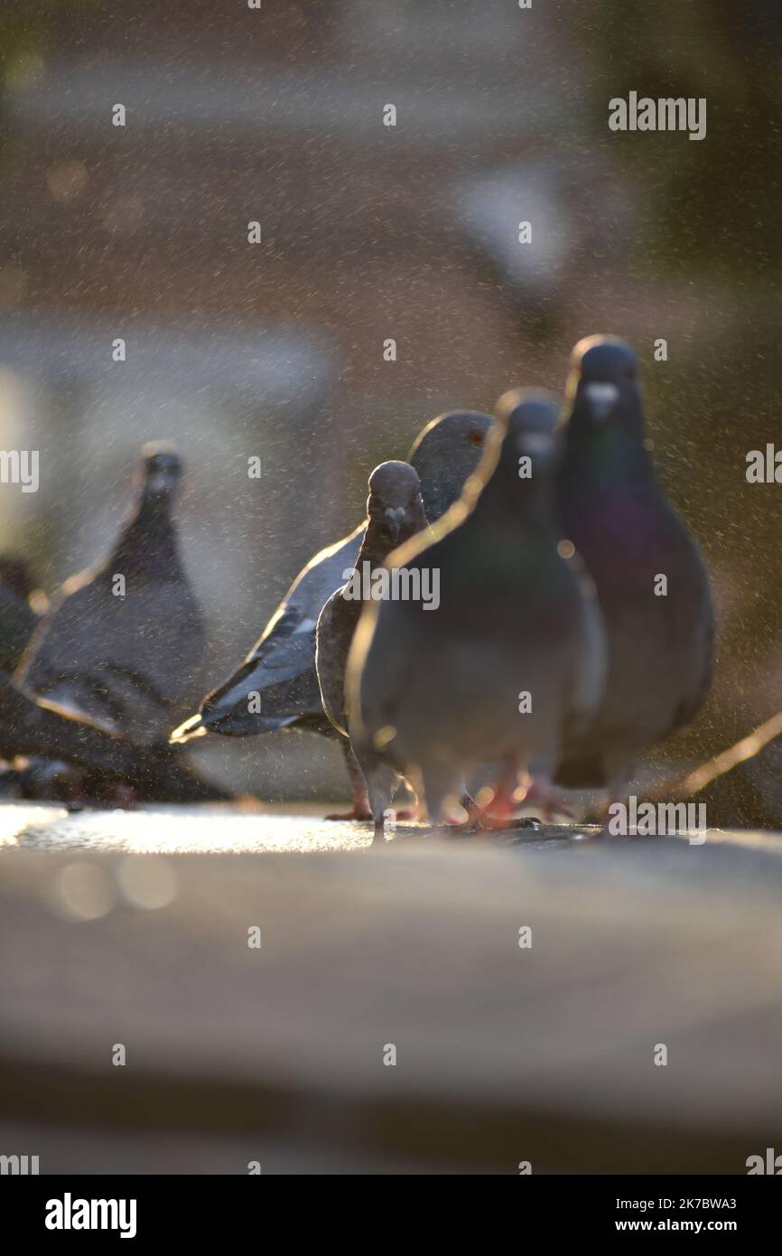 Group of pigeons hi-res stock photography and images - Alamy