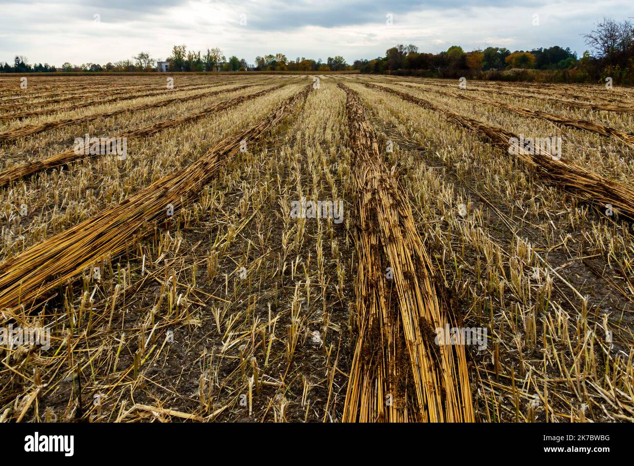Industrial hemp hi-res stock photography and images - Alamy