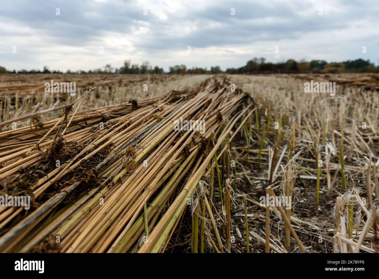 Industrial hemp hi-res stock photography and images - Alamy