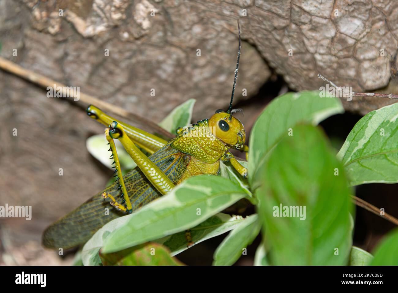 Locust in a tree at tropical jungle Stock Photo - Alamy