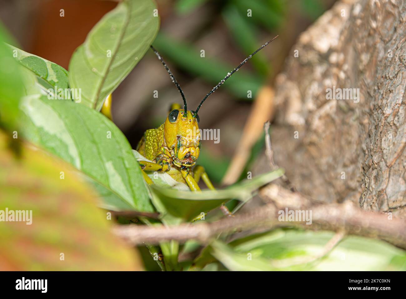 Locust in a tree at tropical jungle Stock Photo - Alamy