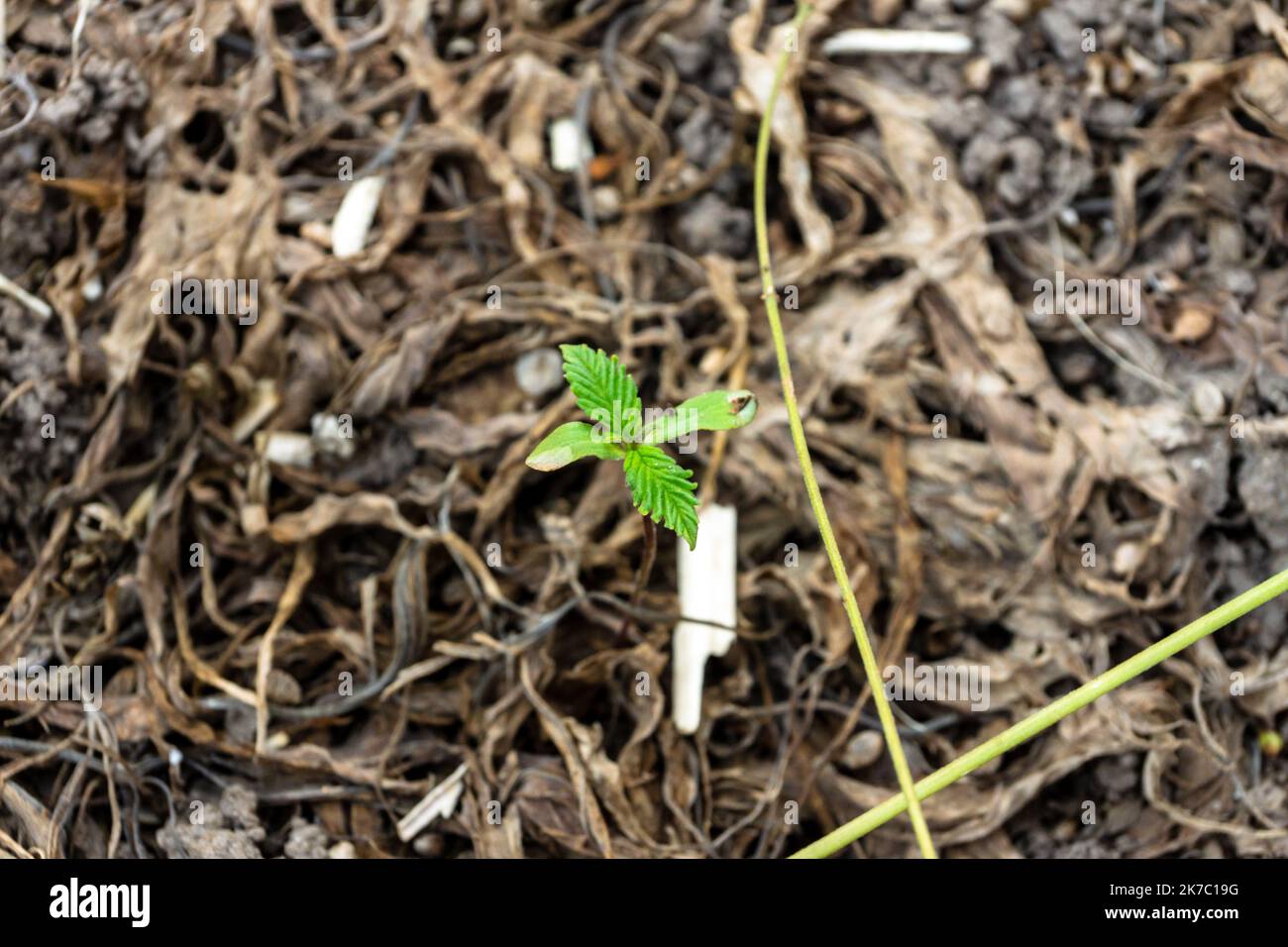 Growing small plant of industrial hemp, Small cannabis plant on filed ...