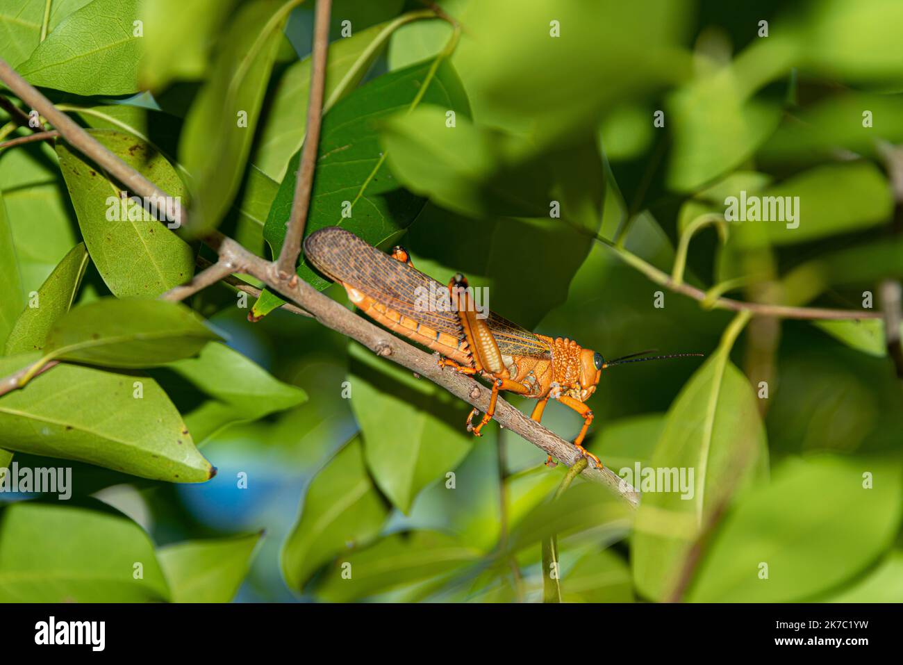Locust in a tree at tropical jungle Stock Photo - Alamy