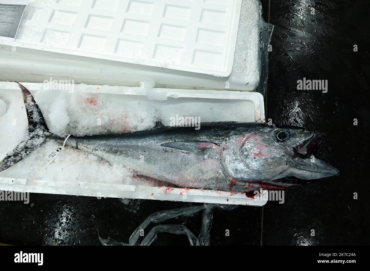 Logo De Gros Poisson