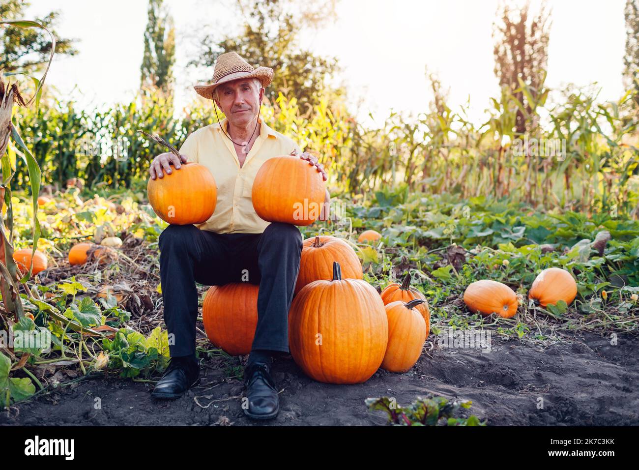 Senior farmer picked pumpkins in autumn field at sunset. Worker sits on ...