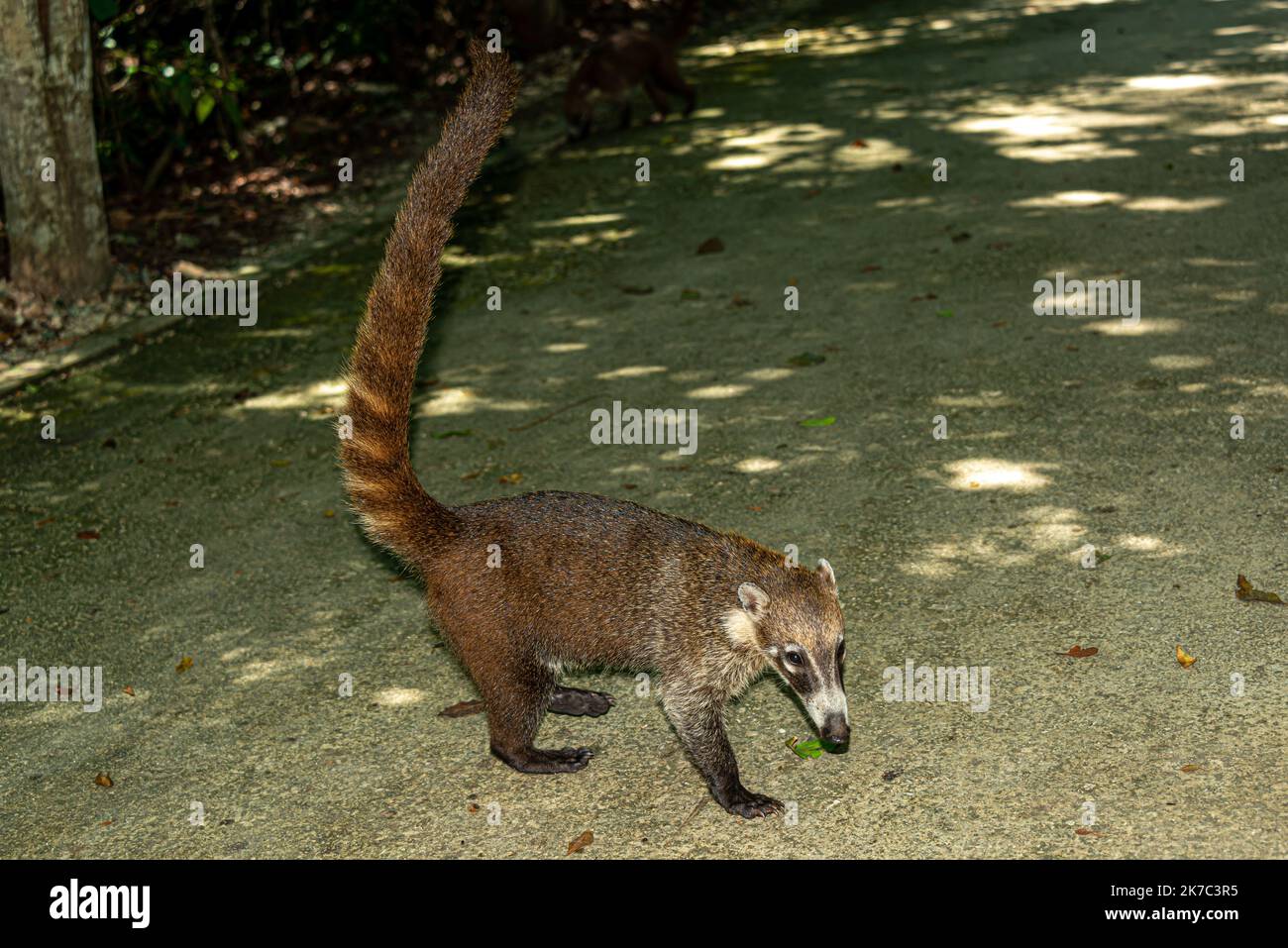 Coati in the mexican rainforest, Nasua nasua Stock Photo - Alamy