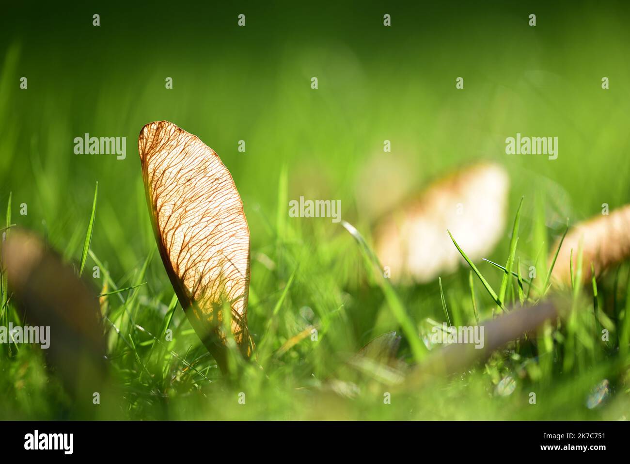 Tree seed pods nature hi-res stock photography and images - Alamy