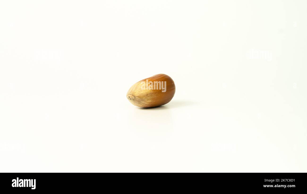 fresh raw hazelnut kernel isolated on white background. Close-up of ...