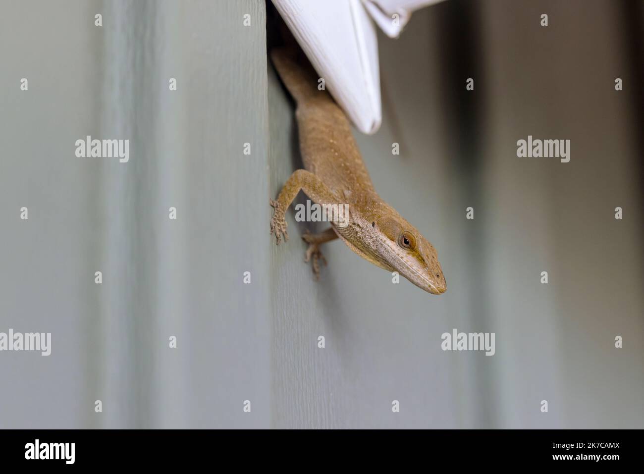 Lizard is perched on plastic wall inside house Stock Photo - Alamy