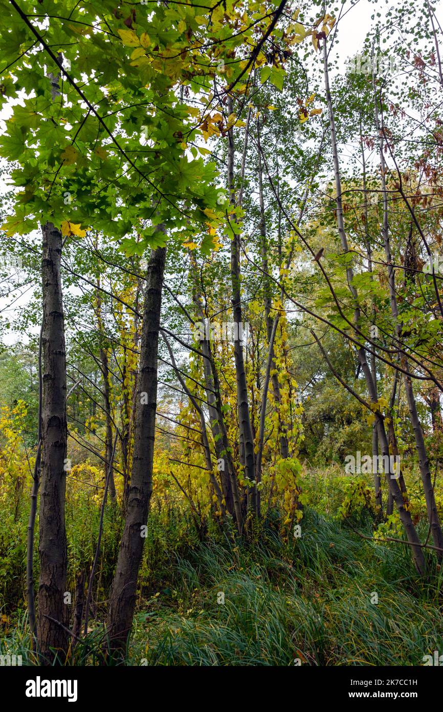 Trees in natural environment during autumn time Stock Photo - Alamy