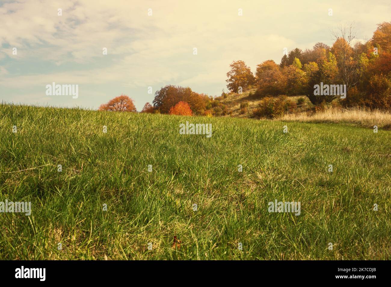 Green meadow during autumn season.Trees in background. High quality ...