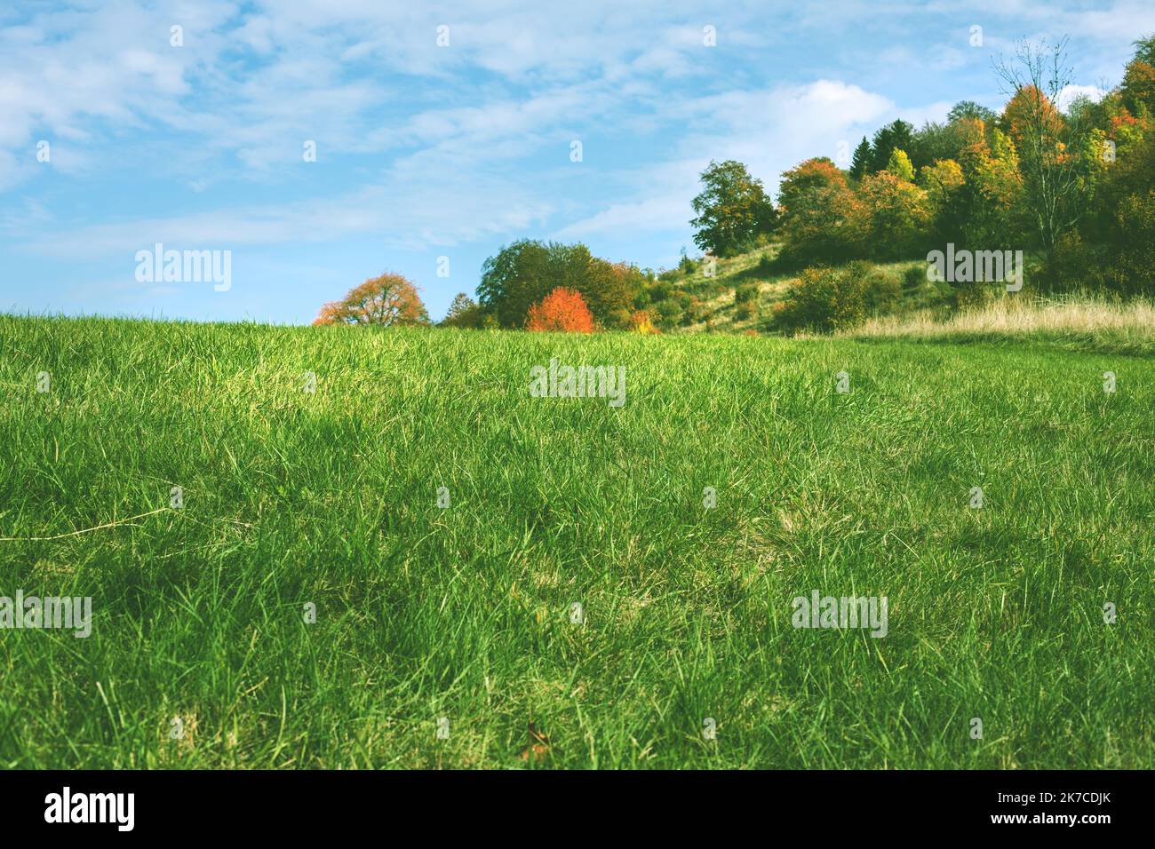 Green meadow during autumn season.Trees in background. High quality ...