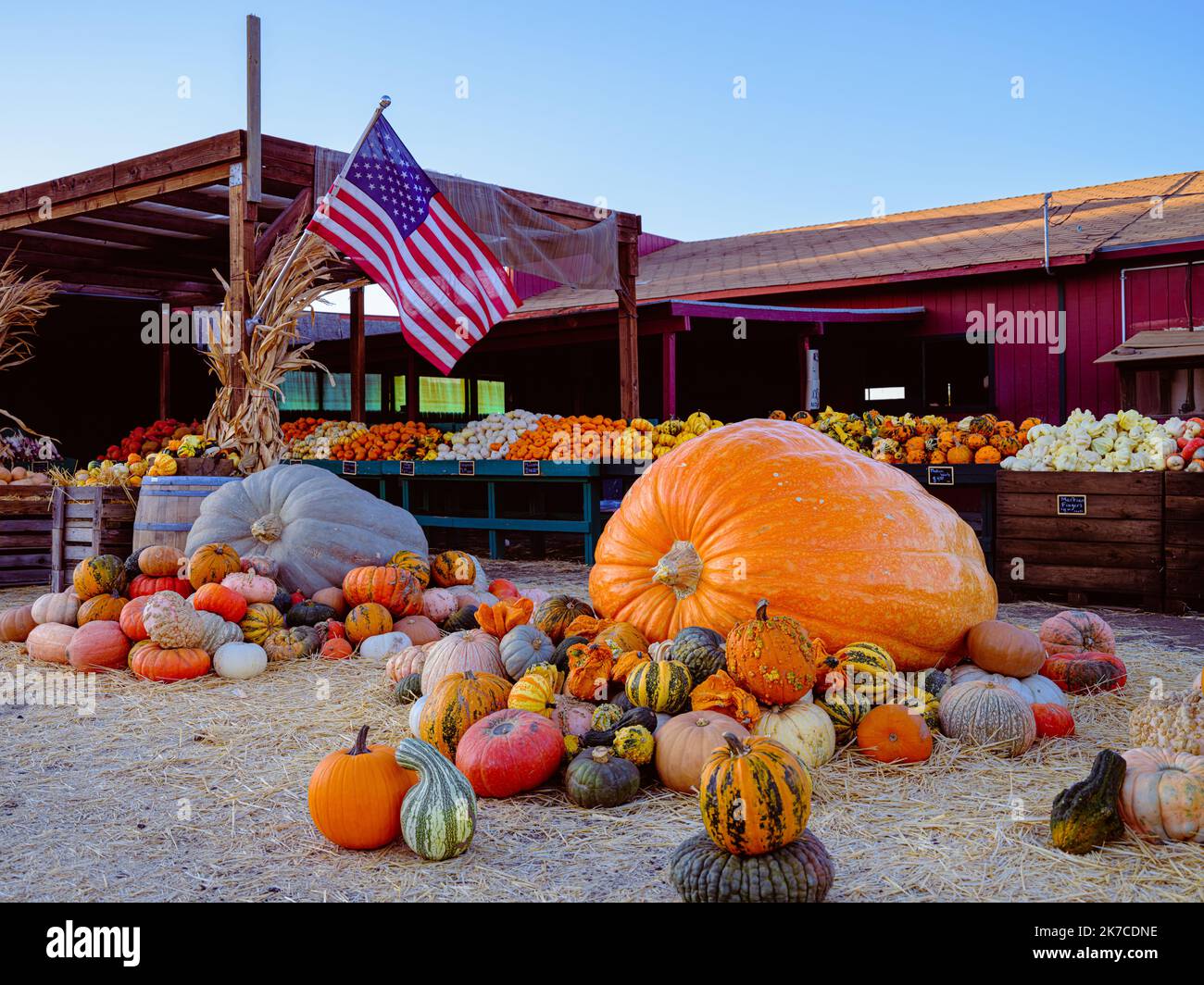 American flag pumpkin hi-res stock photography and images - Alamy