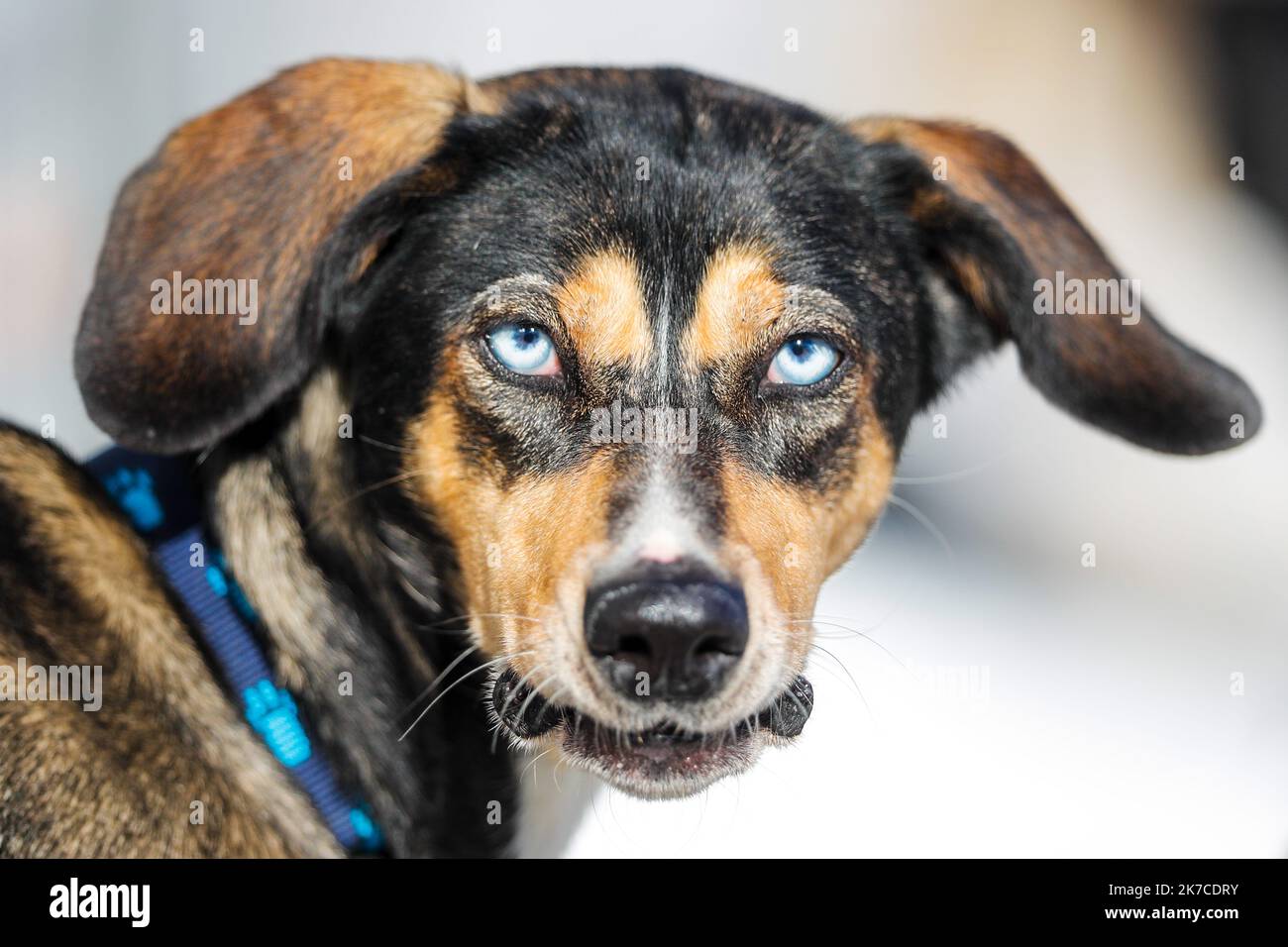 Chiens de courses de chiens hi-res stock photography and images - Alamy