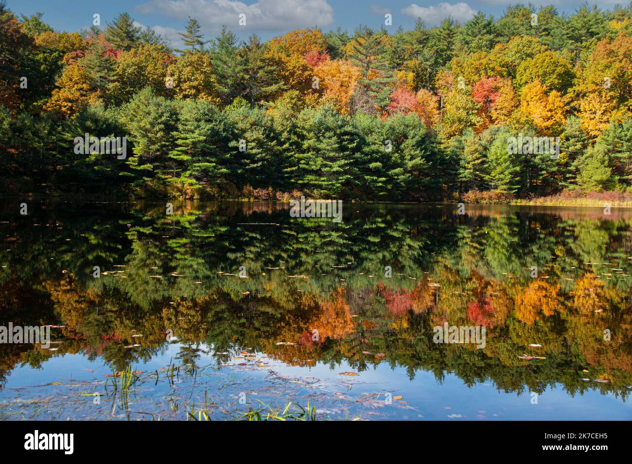 Pearl hill state forest hi-res stock photography and images - Alamy