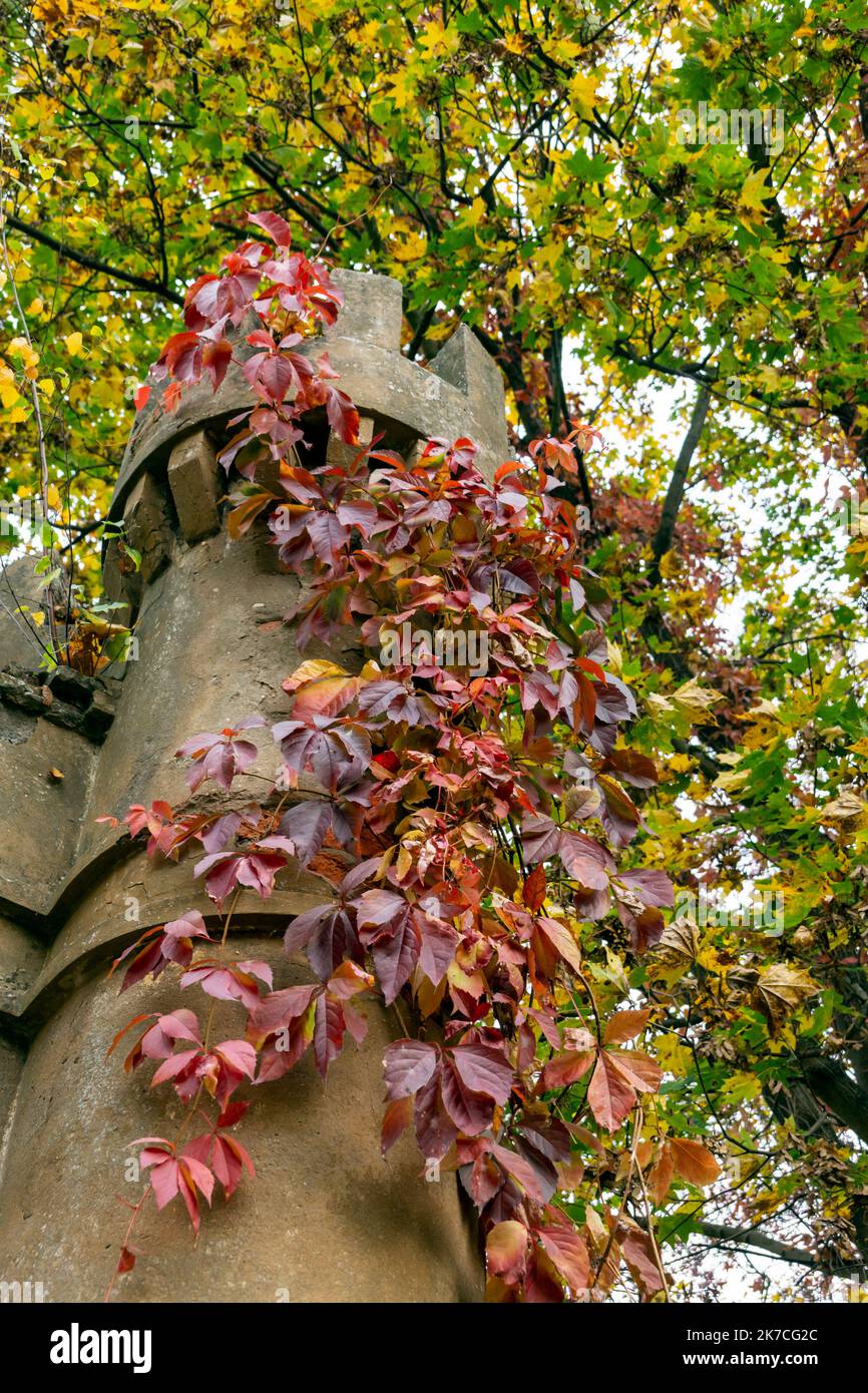 Autumn background gate hi-res stock photography and images - Alamy
