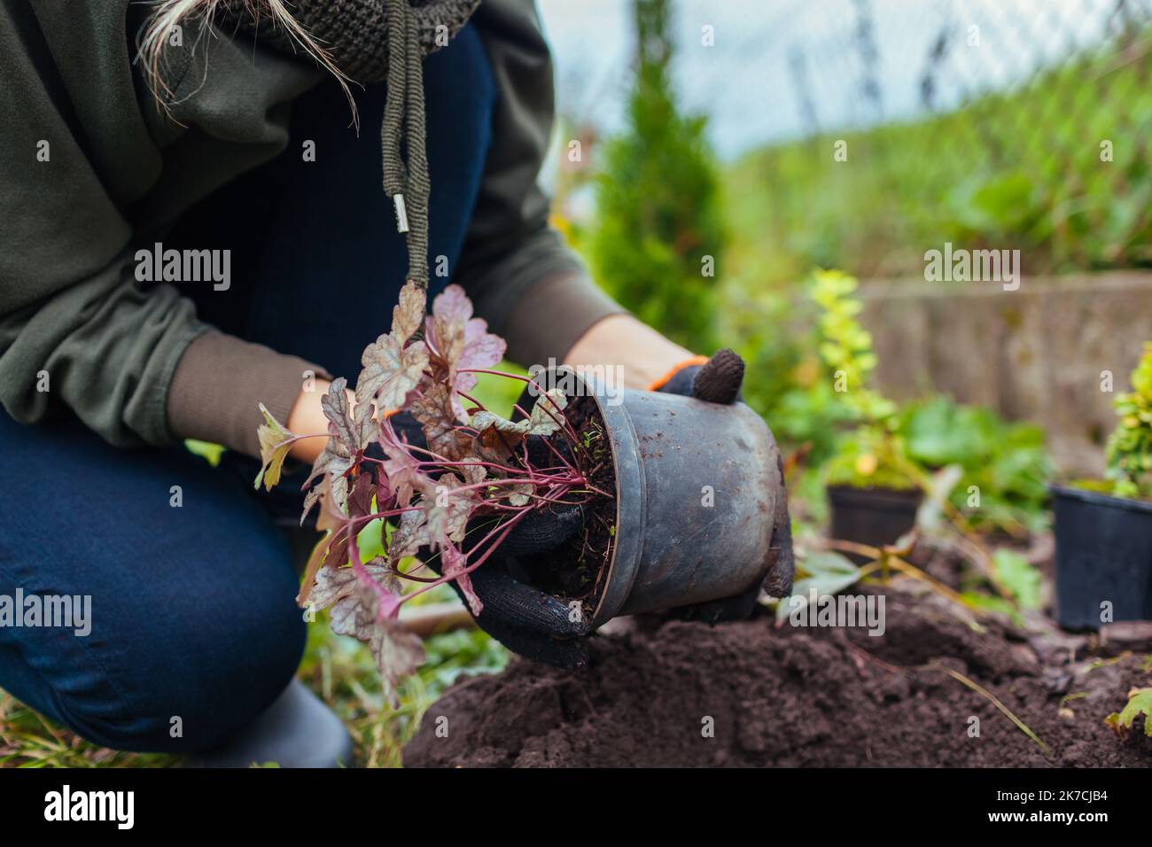 Planting heuchera color dream into soil. Gardener plants coral bells in ...