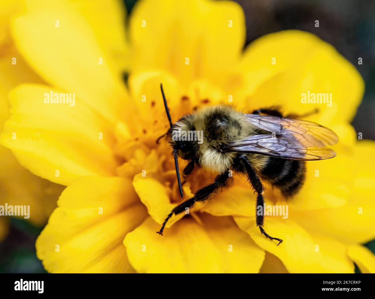 Bright and beautiful yellow marigold blossom with a bumblebee resting ...