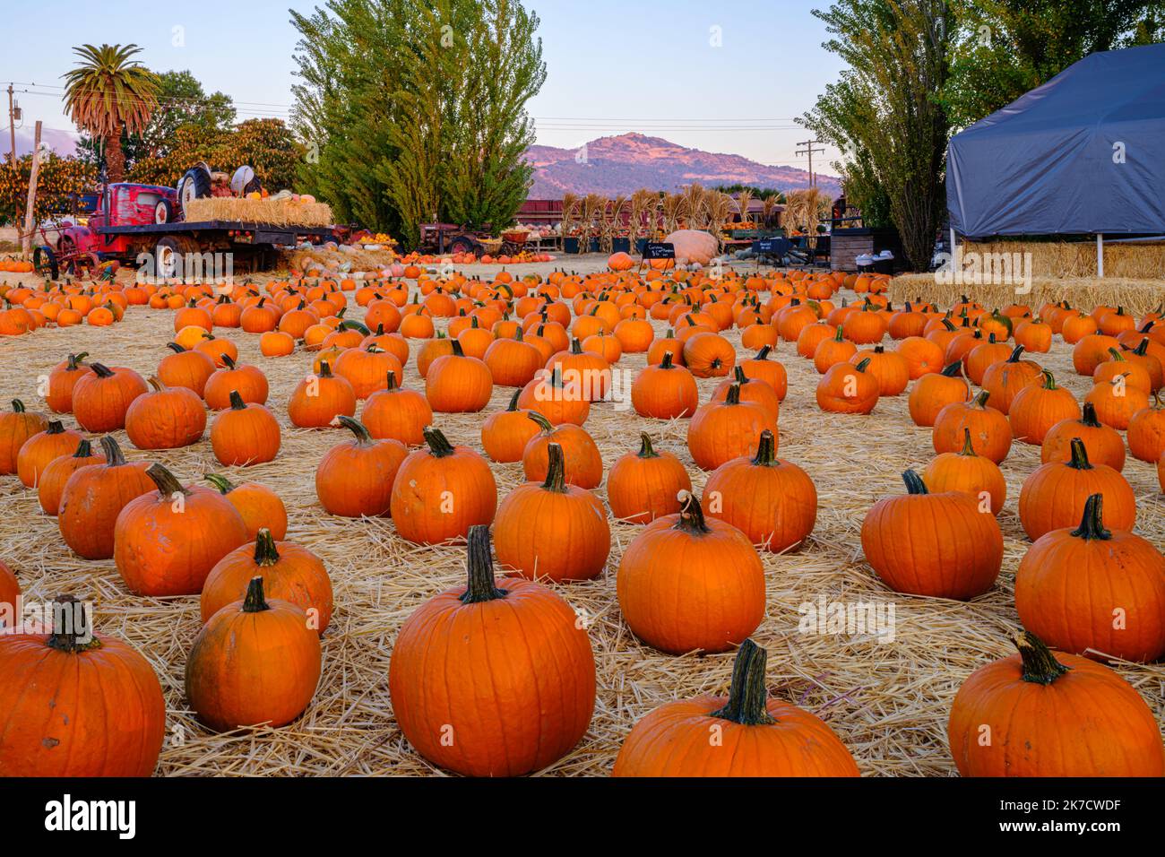 Pumpkin patch market rural hi-res stock photography and images - Alamy