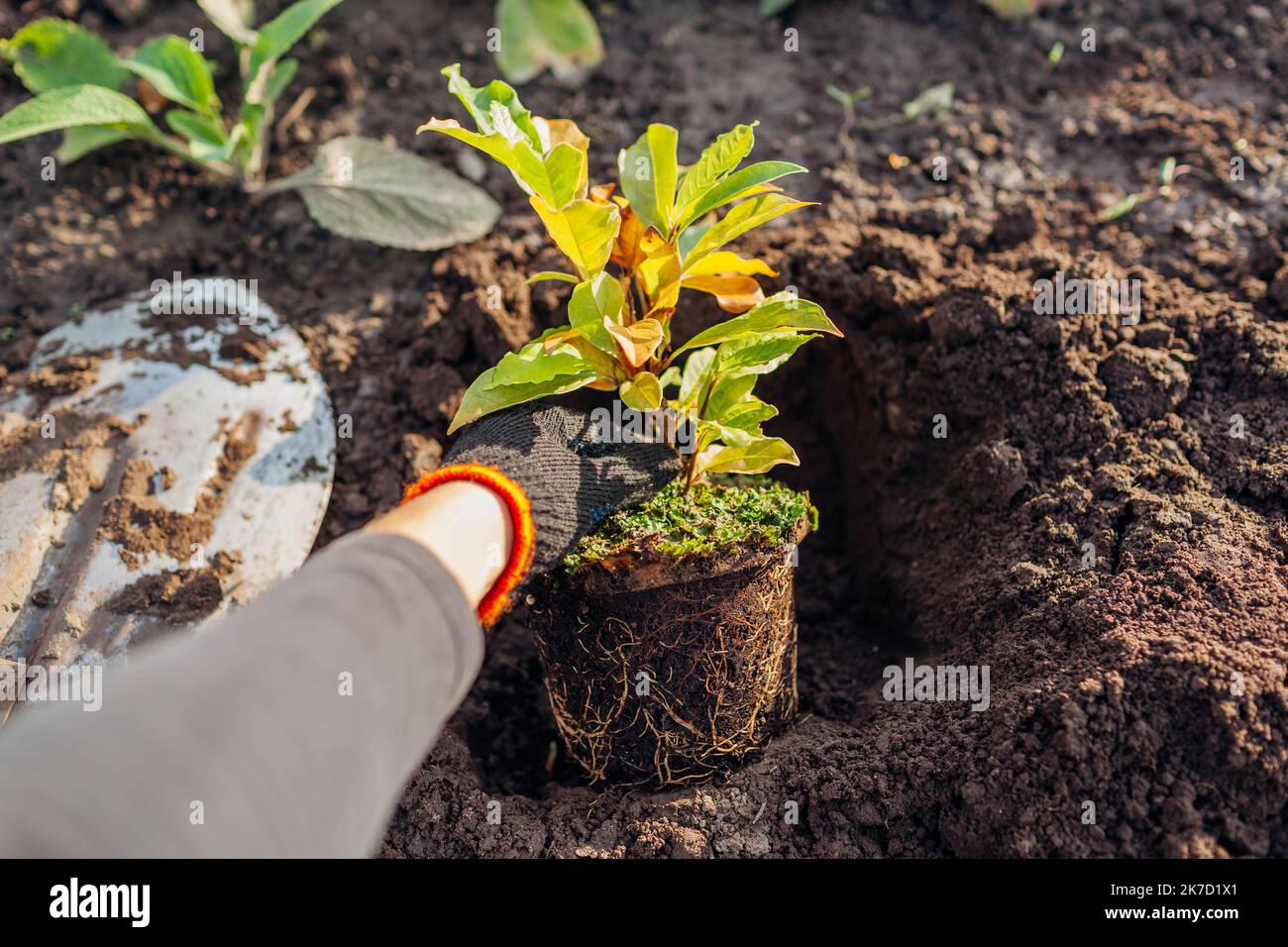 Planting magnolia into soil. Gardener puts small tree in hole dug out ...