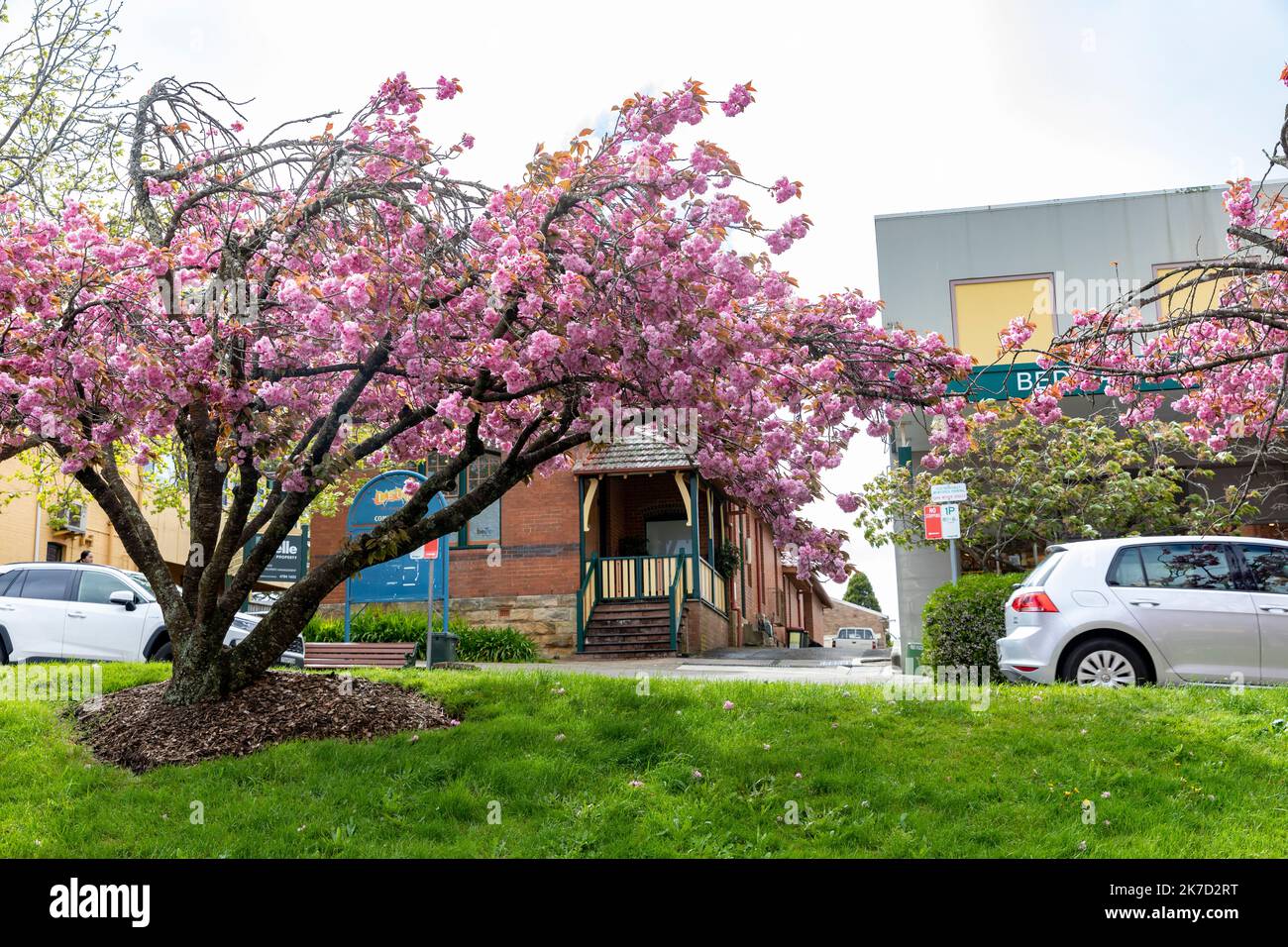 Leura Blue Mountains Australia, cherry tree pink blossom in spring ...