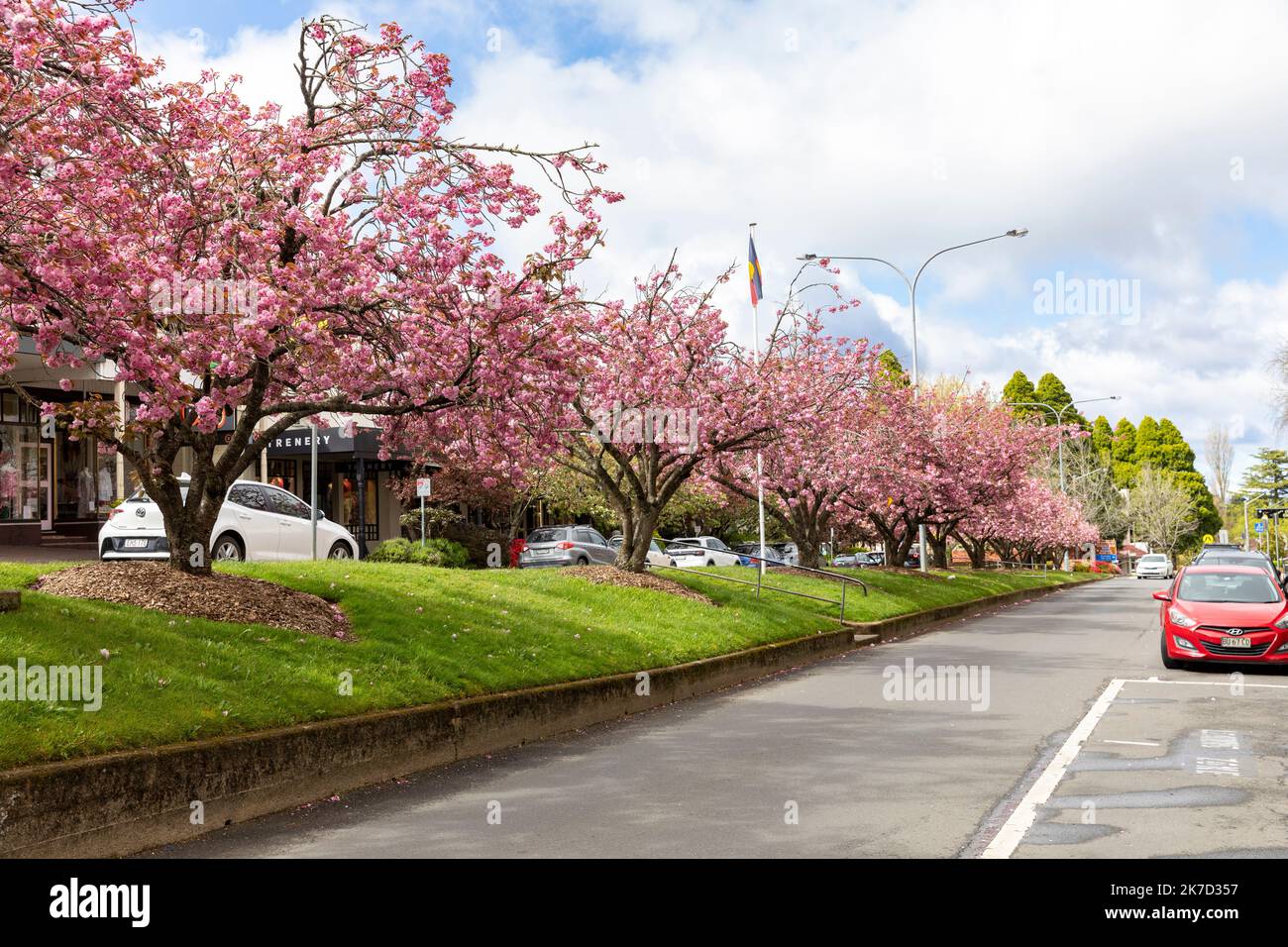 Leura Blue Mountains Australia, cherry tree pink blossom in spring ...