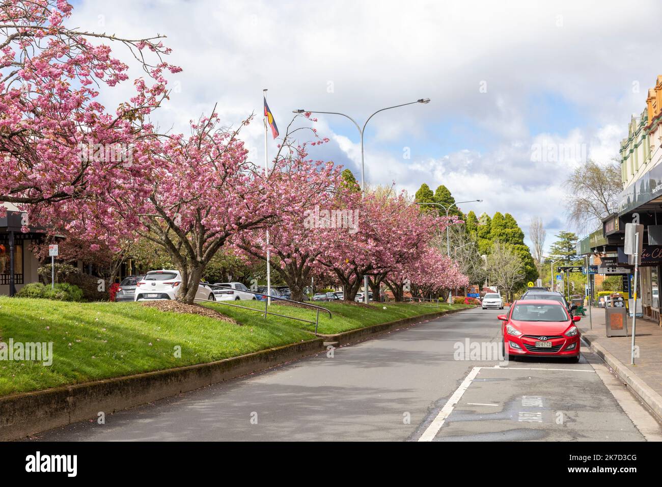 Leura Blue Mountains Australia, cherry tree pink blossom in spring ...