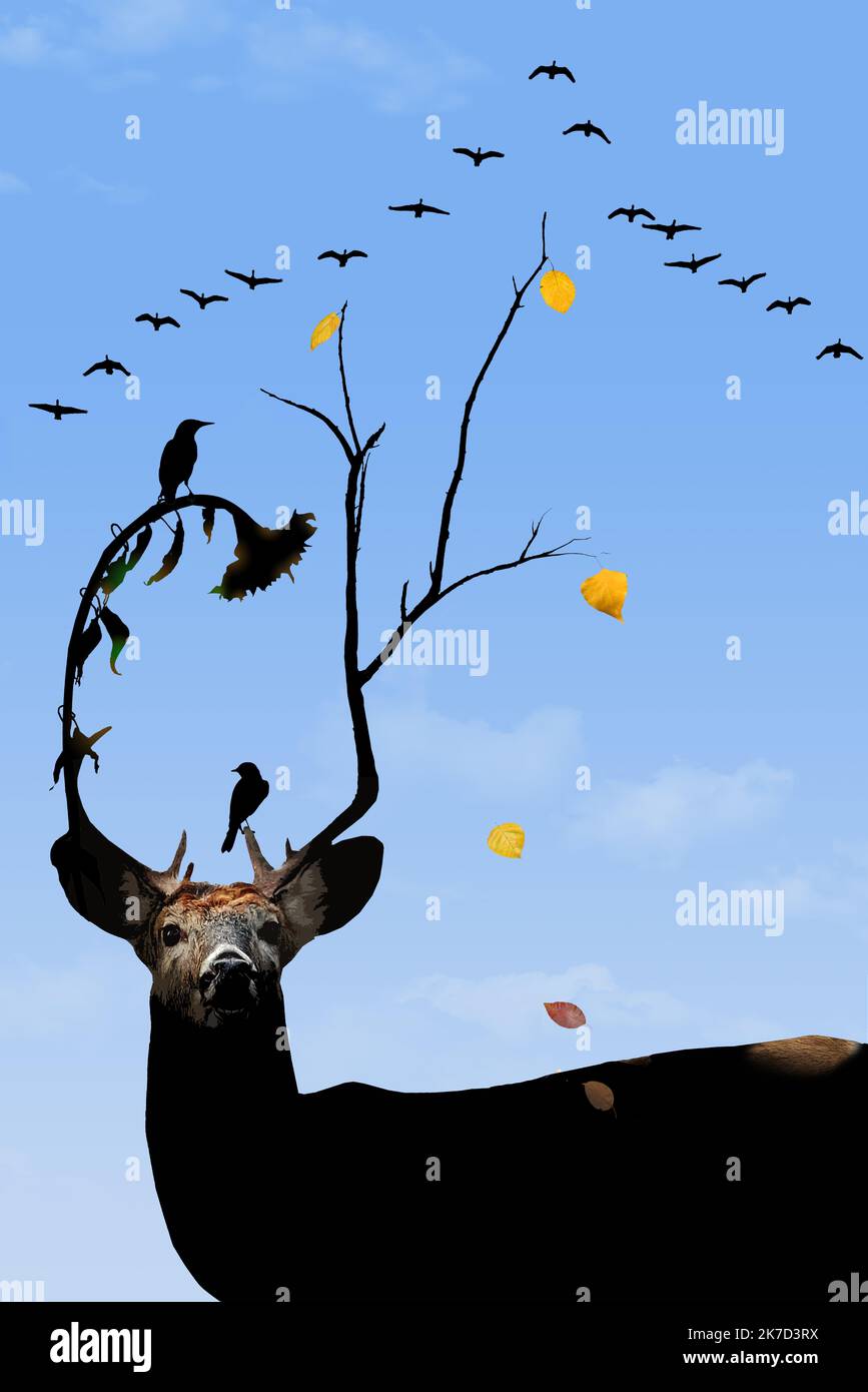 Deer hunting, bowing sunflowers, migrating geese and falling leaves ...