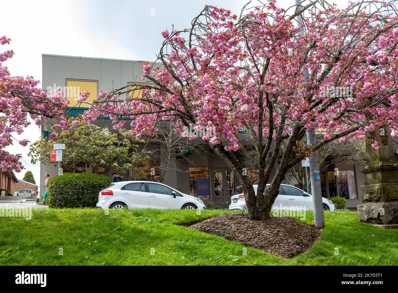 Leura Blue Mountains Australia, cherry tree pink blossom in spring ...