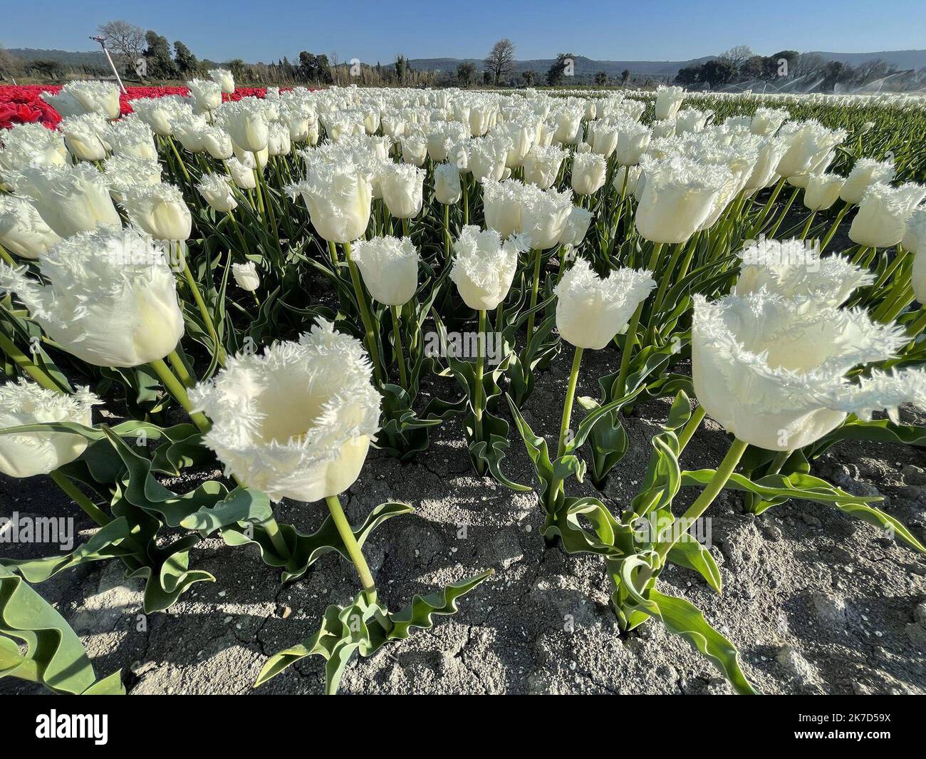 Dutch bulbes hi-res stock photography and images - Alamy