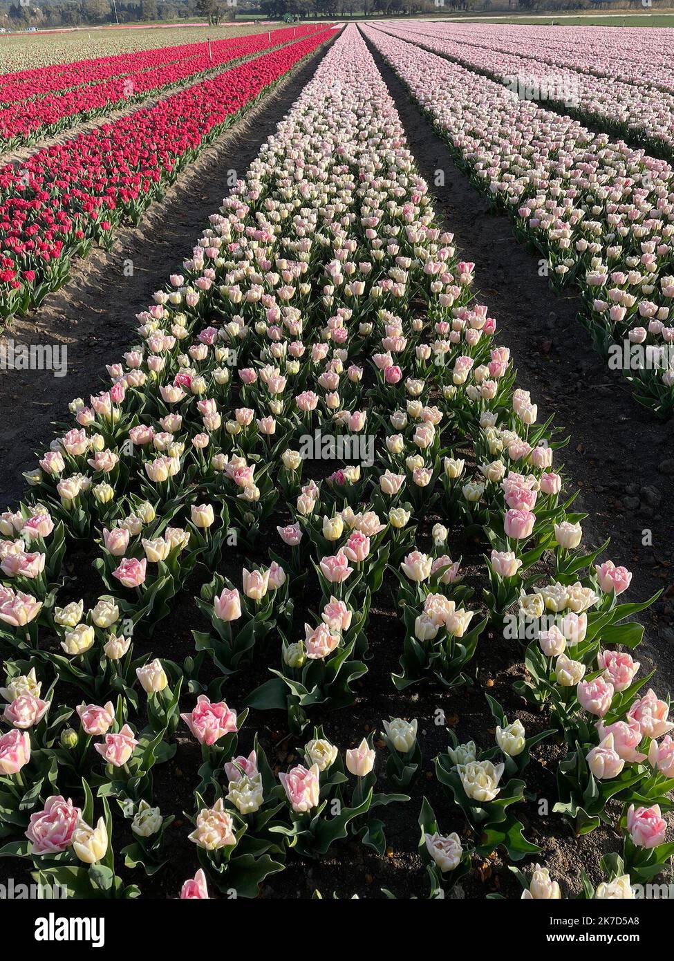 Dutch bulbes hi-res stock photography and images - Alamy