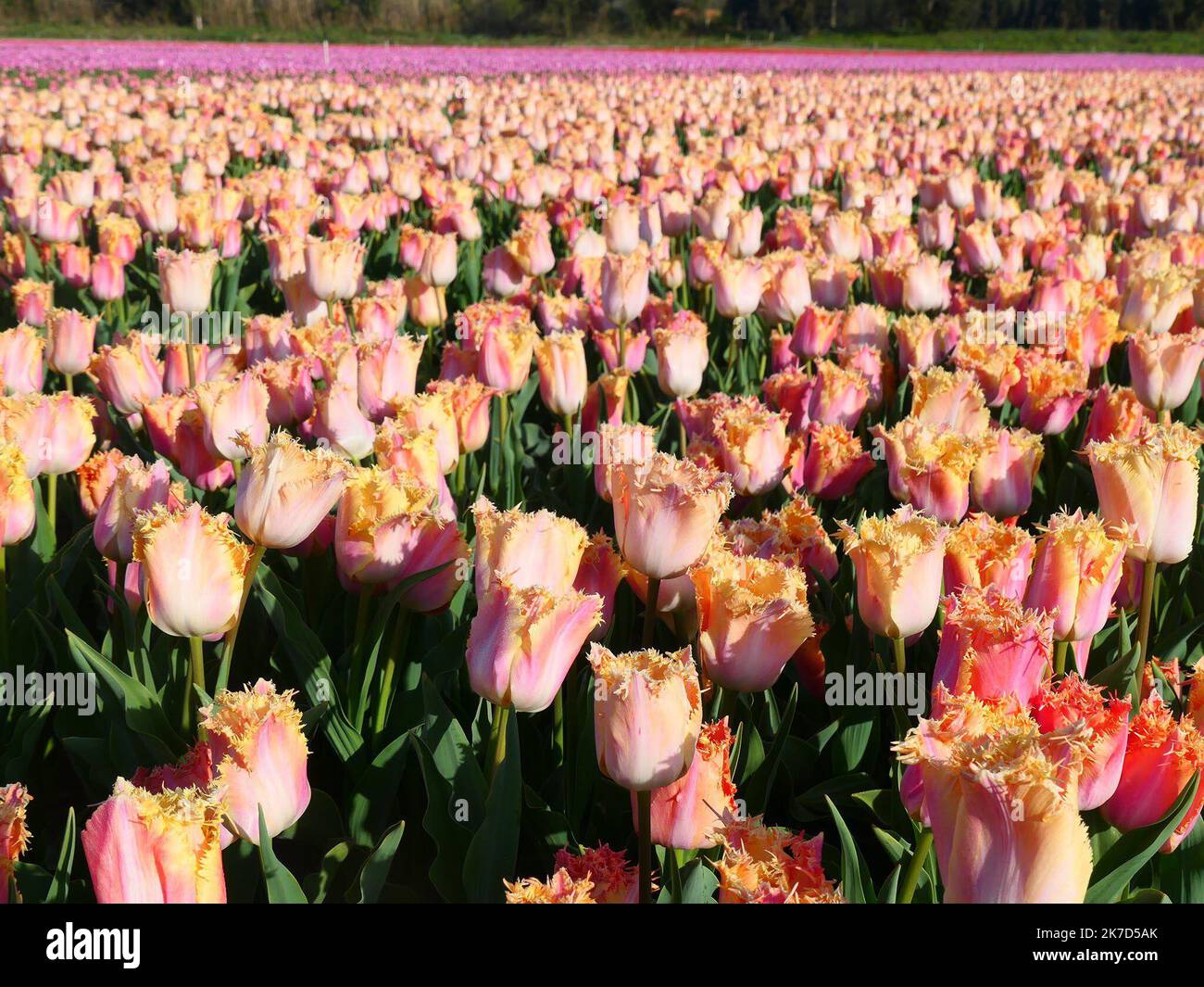 Dutch bulbes hi-res stock photography and images - Alamy