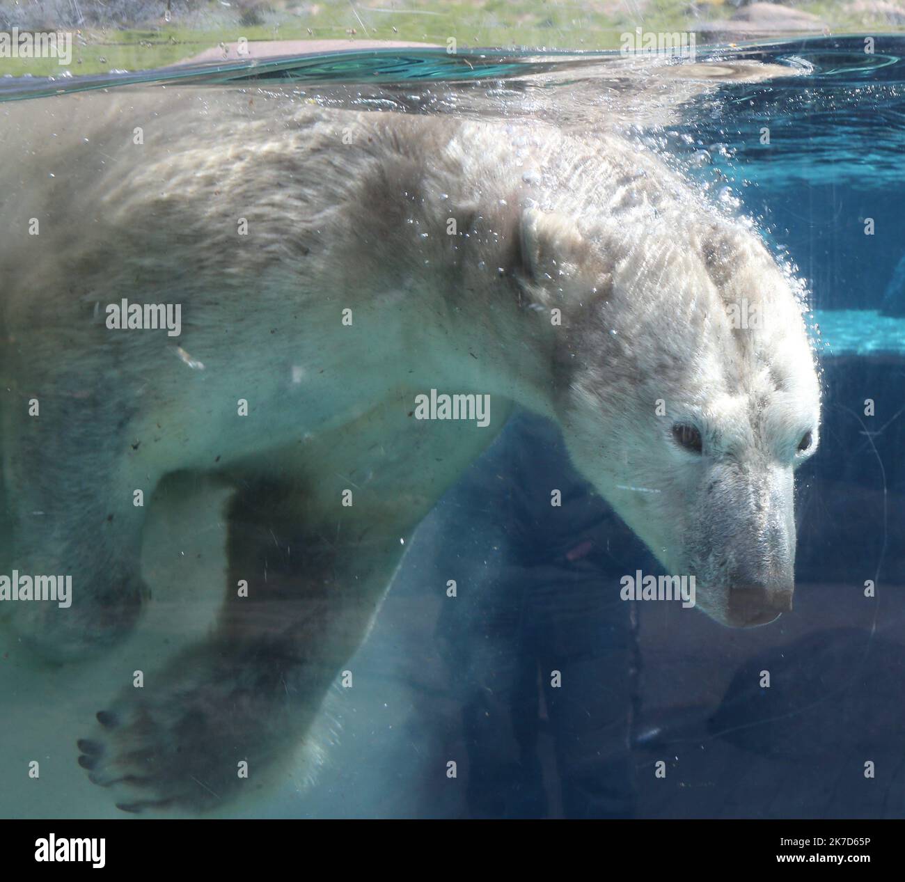 Zoo ours polaire hi-res stock photography and images - Alamy