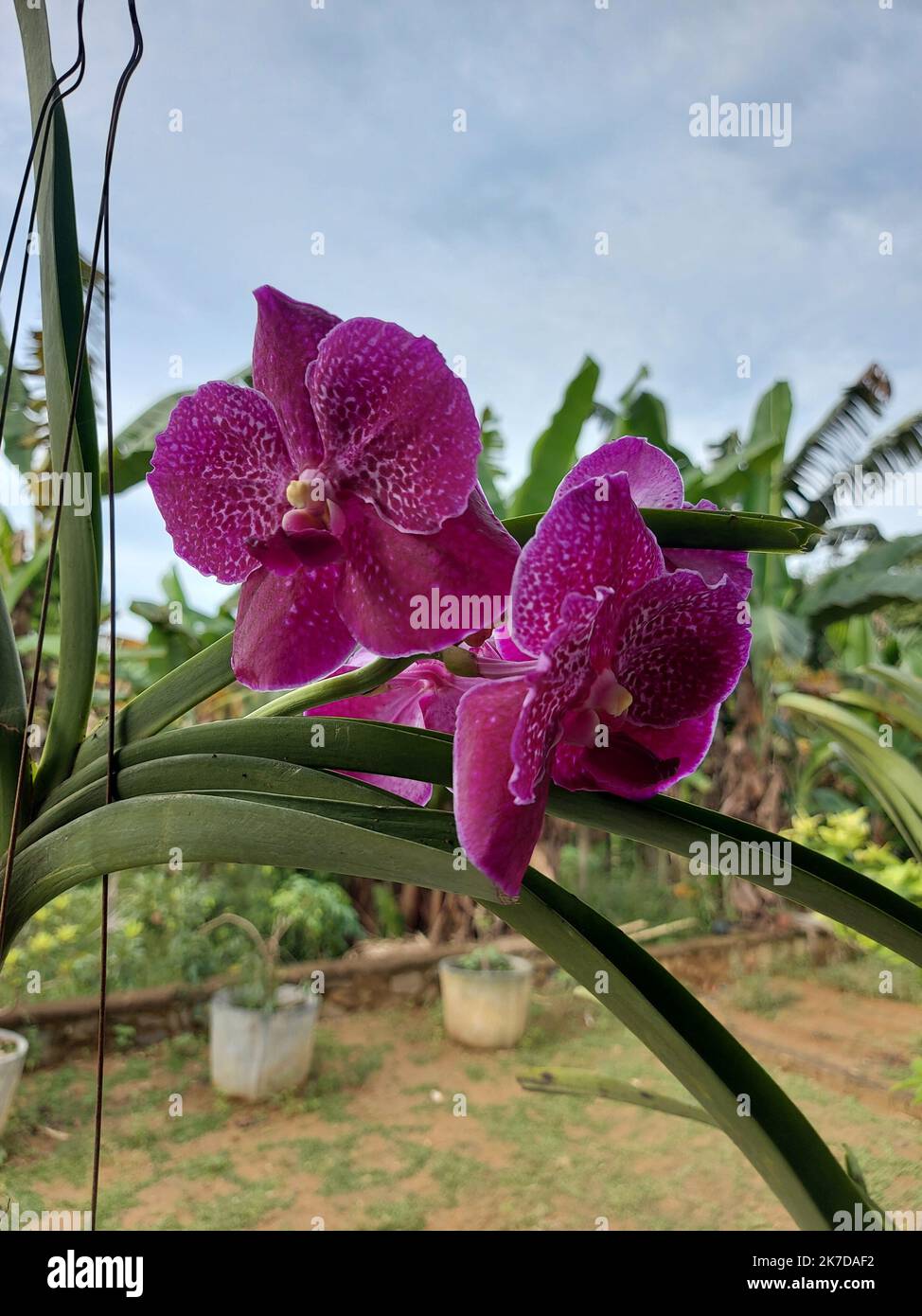 Selective focus of beautiful Vanda Pure Wax Pink orchid in garden on blurred background. Another ...