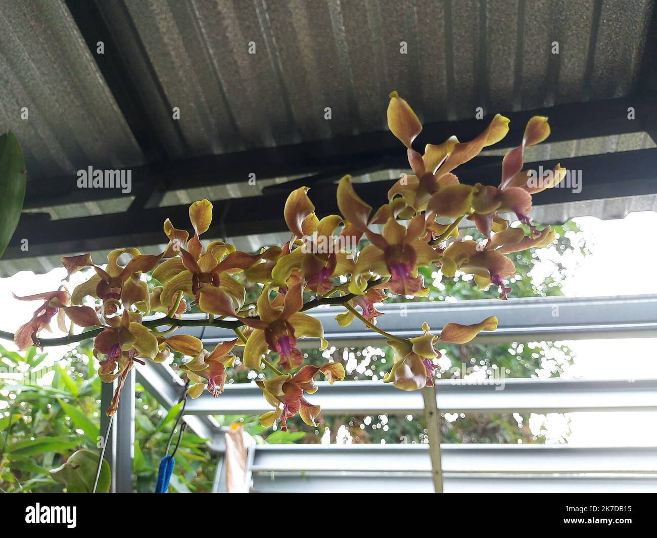 Selective focus of beautiful yellow Dendrobium discolor orchid flowers ...