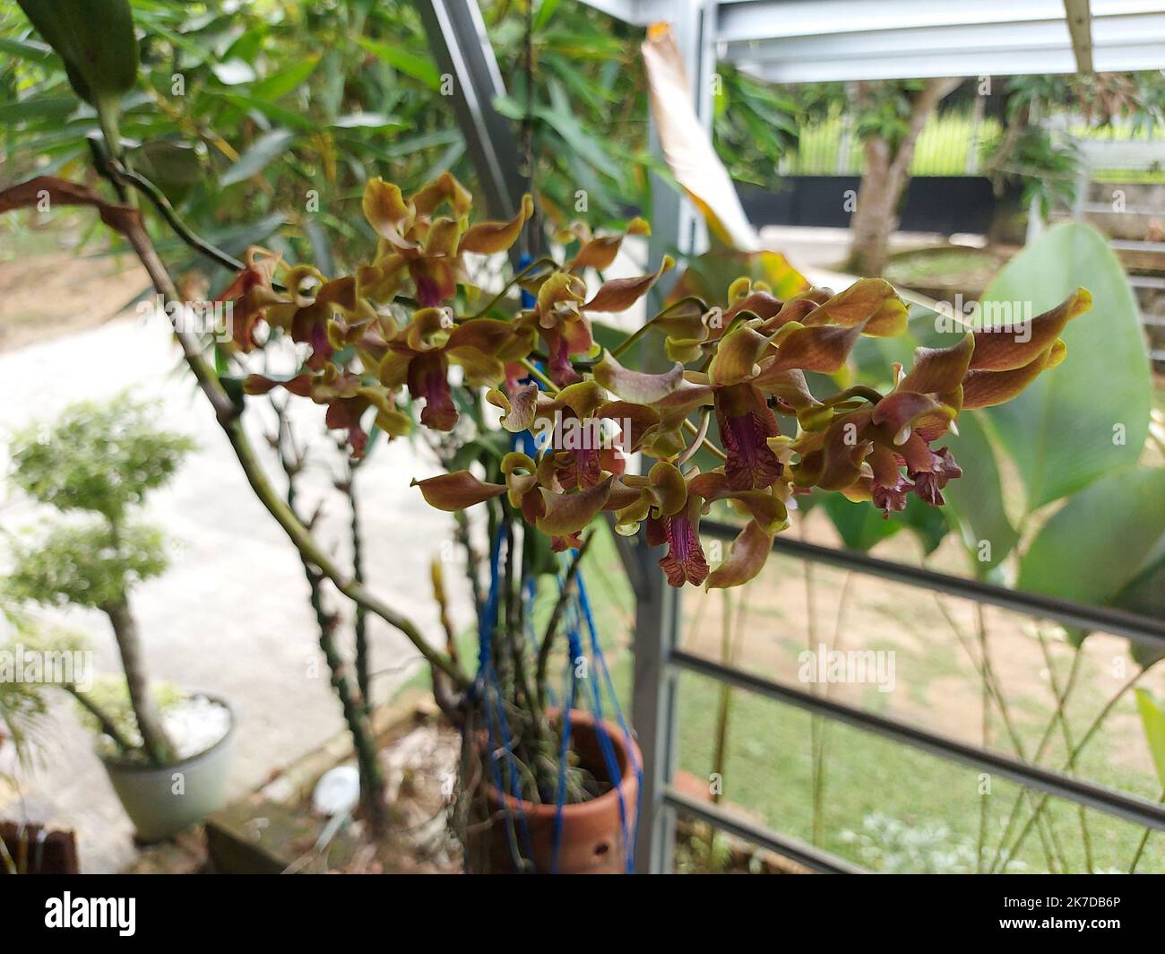 Selective focus of beautiful yellow Dendrobium discolor orchid flowers ...