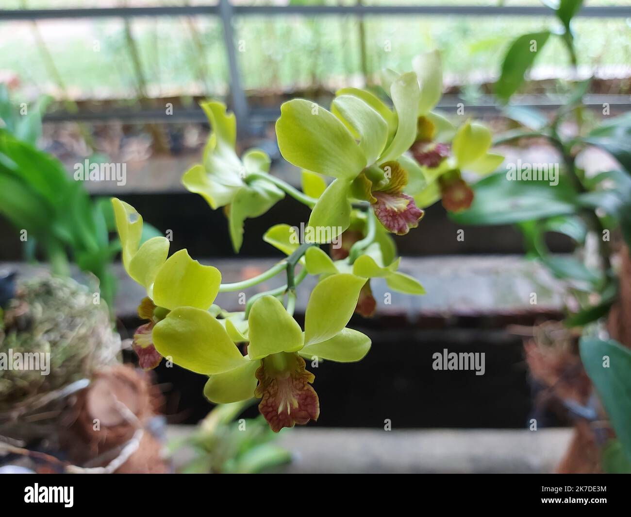 Selective focus of beautiful yellow Dendrobium orchid flower in garden ...