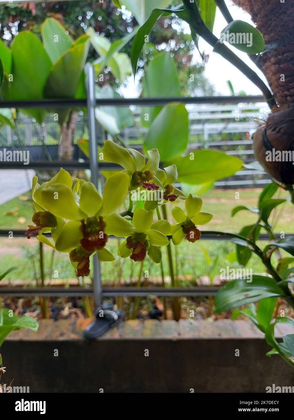 Selective focus of beautiful yellow Dendrobium orchid flower in garden ...