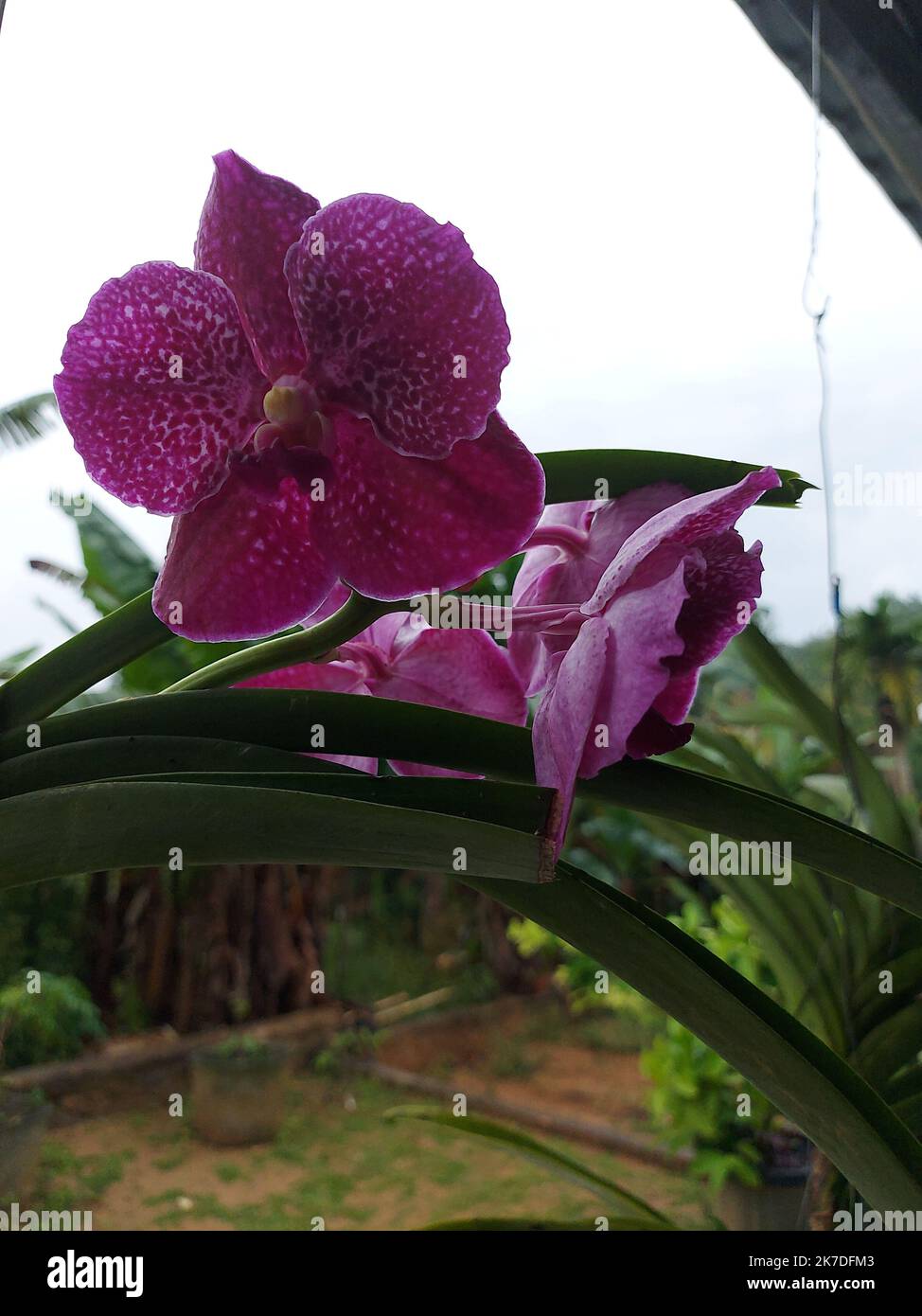 Selective focus of beautiful Vanda Pure Wax Pink orchid in garden on ...