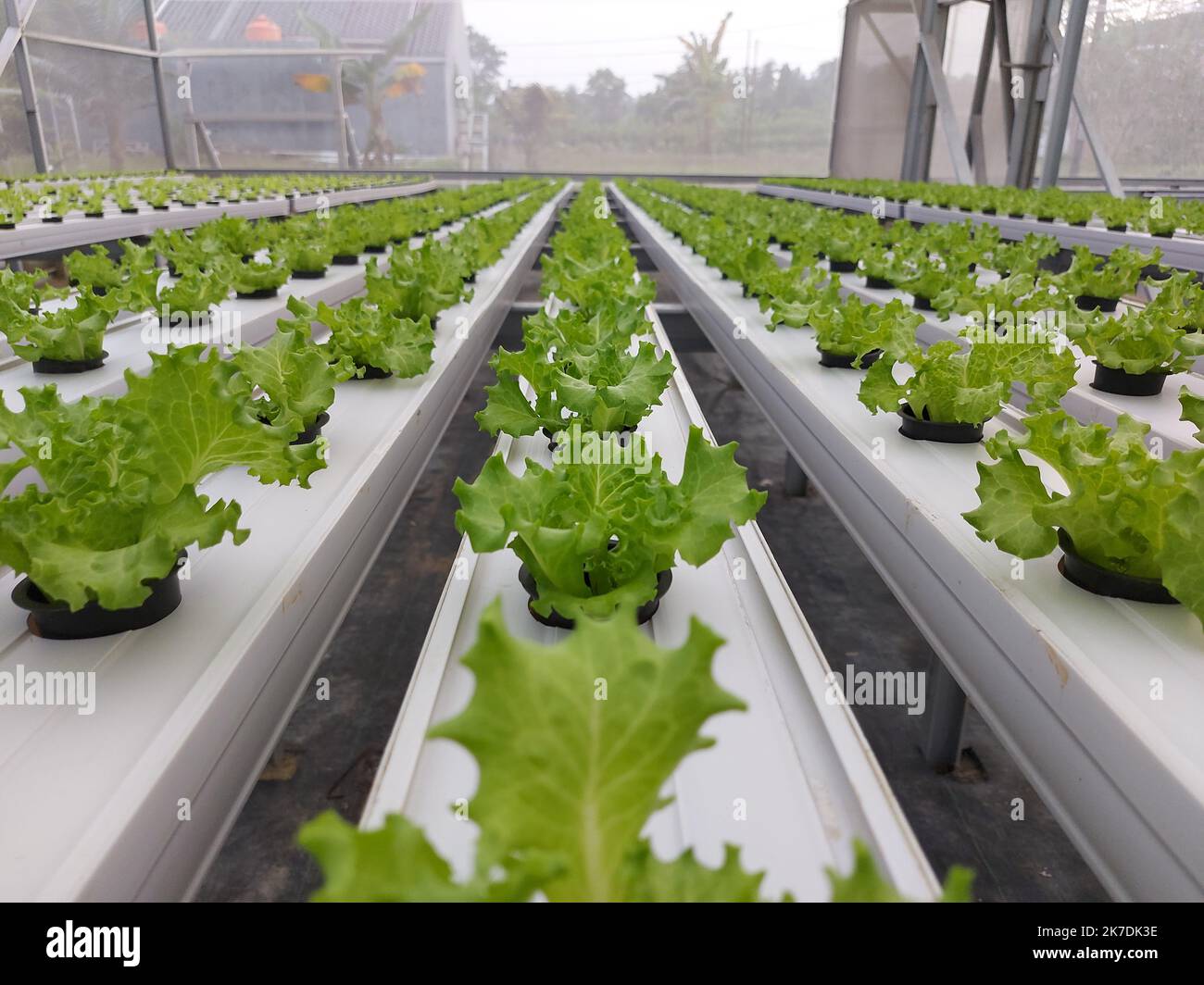 Selective focus of hydroponic lettuce plant in the garden. The ...