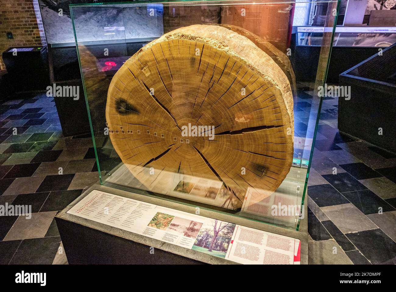 ©Arnaud BEINAT/Maxppp. Tranche d'un chêne montrant des stigmates de ...