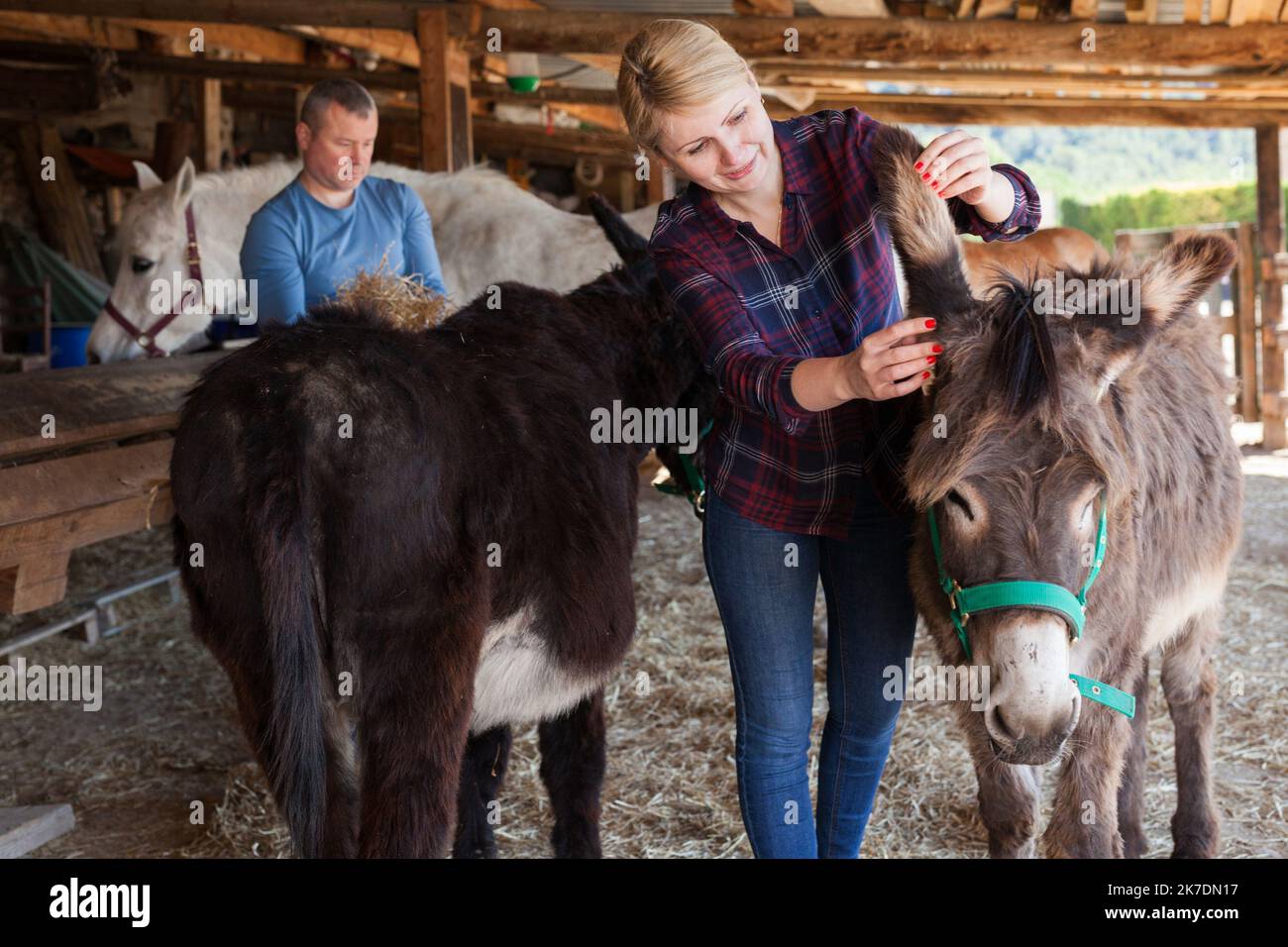 Female breeder taking care of donkeys Stock Photo - Alamy