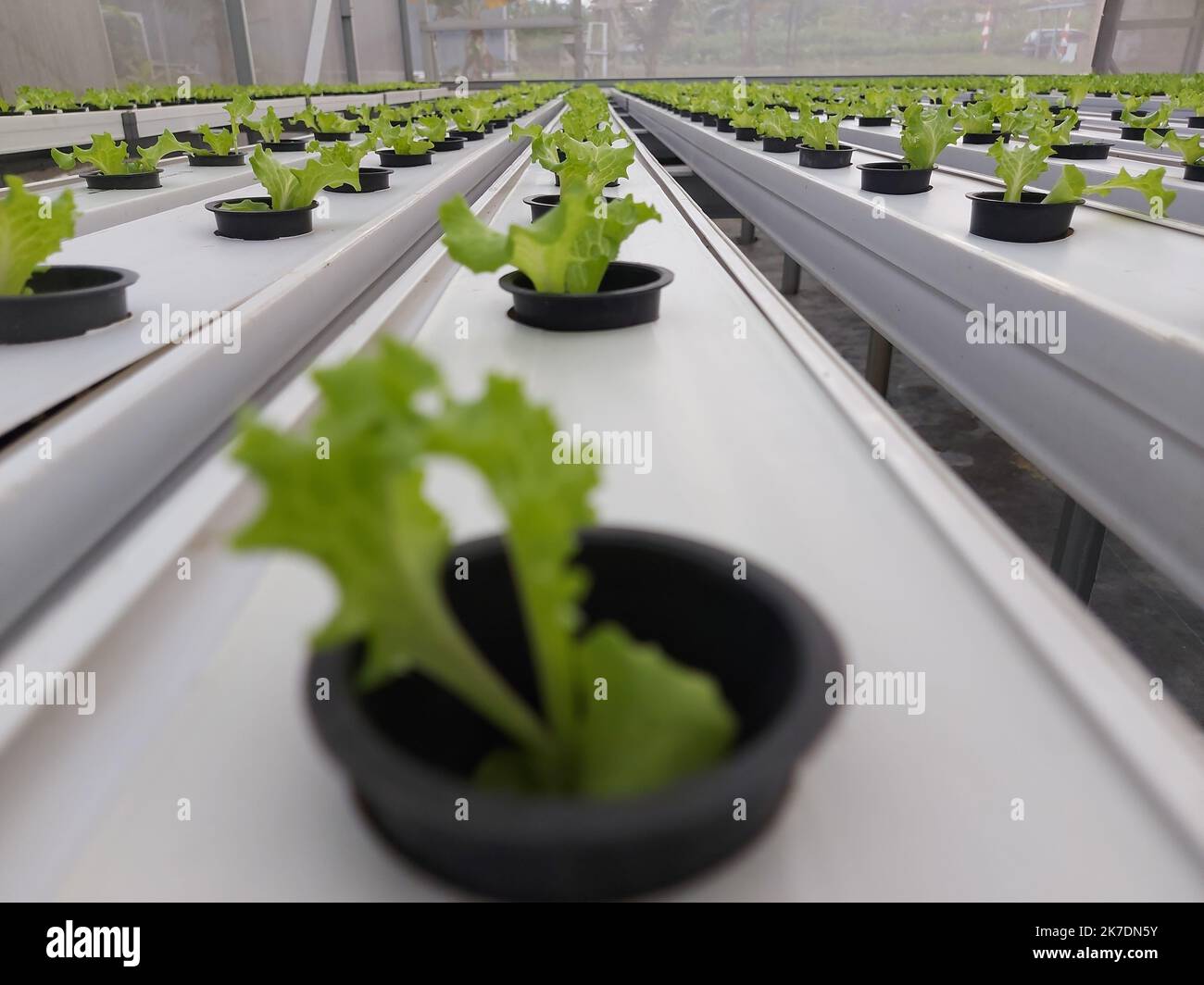 Selective focus of hydroponic lettuce plant in the garden. The ...