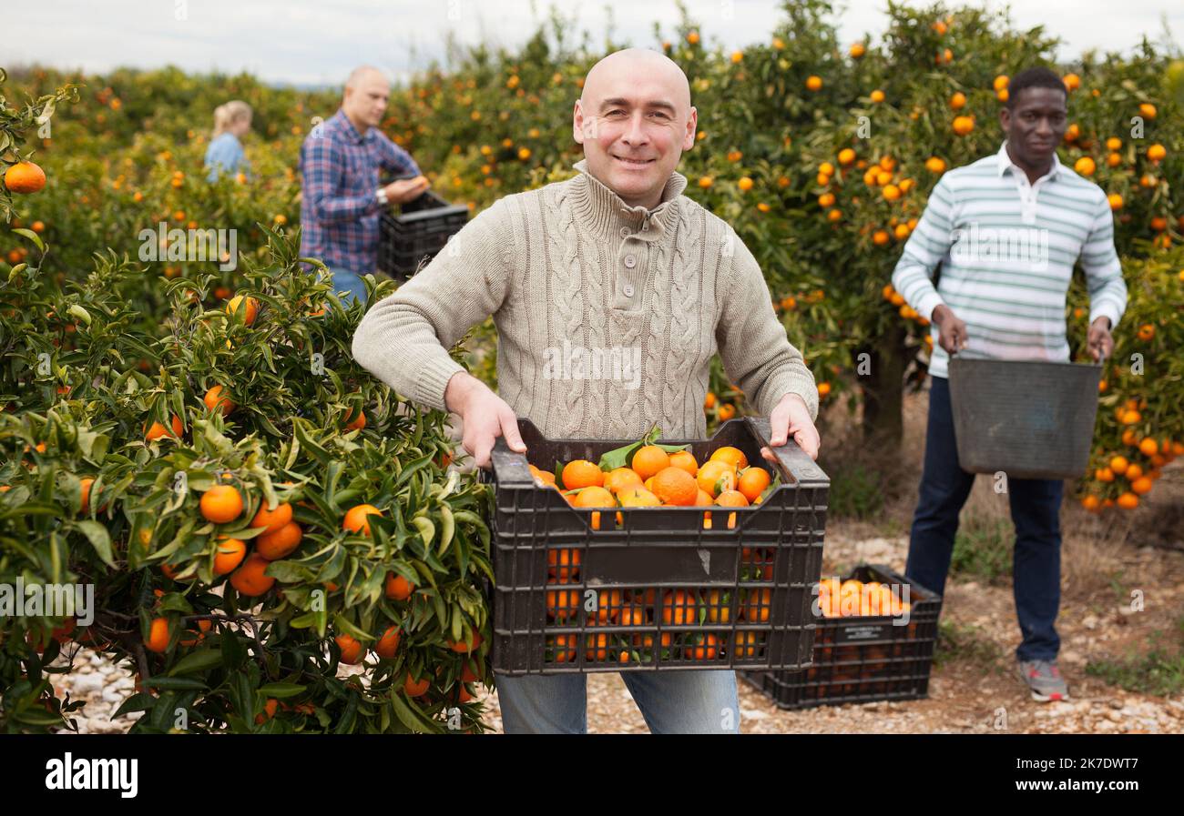 Farmers in process of harvesting tangerines Stock Photo - Alamy